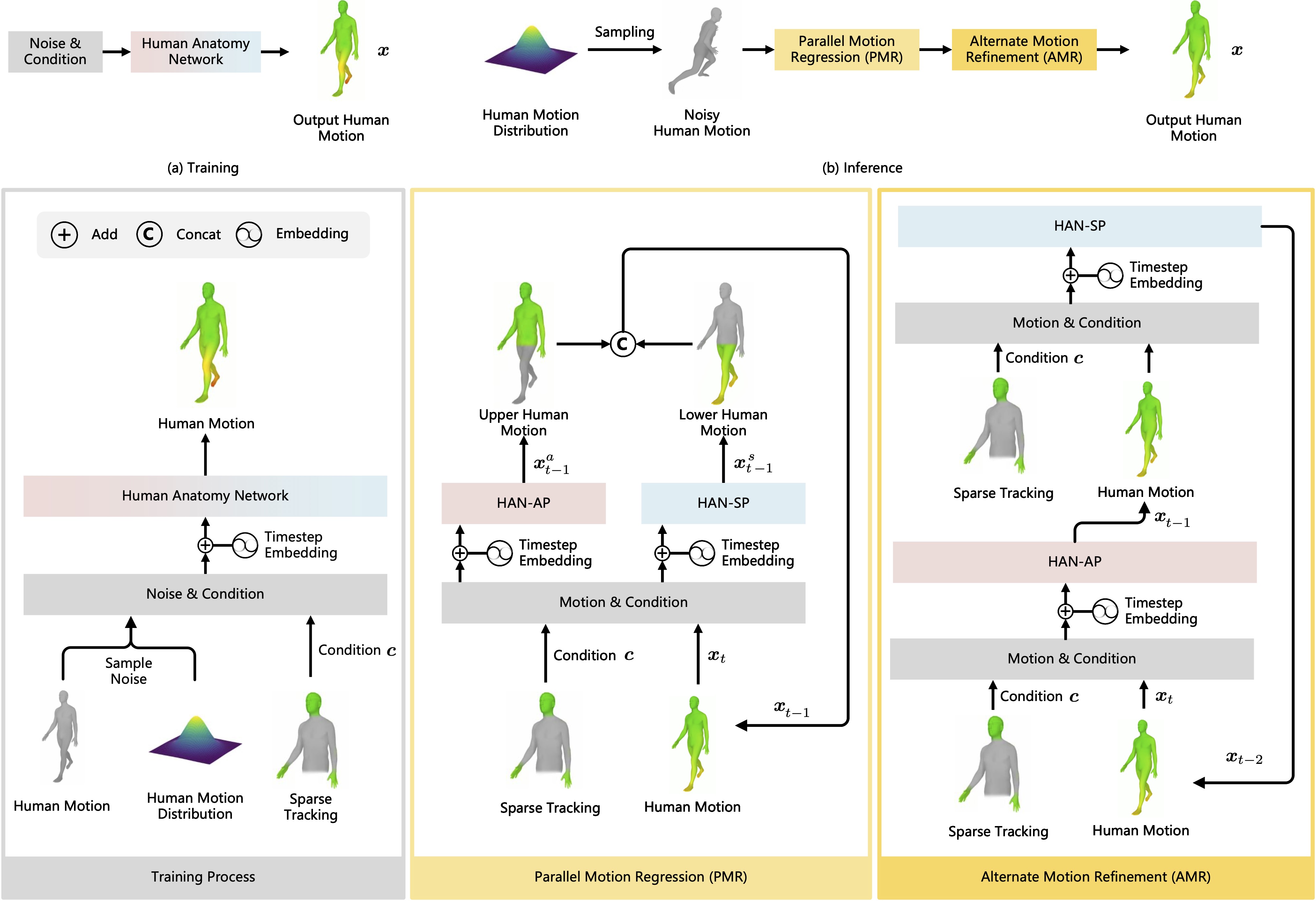 Human Anatomy Diffusion